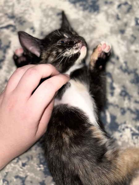 Котята домашние даром в хорошие руки!