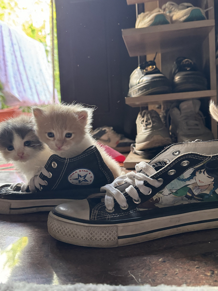 Породистые домашние котята