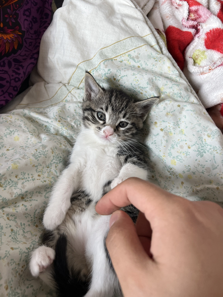 Ищем любящих хозяев для очаровательных котят!