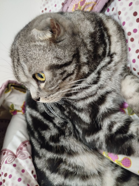 Продаётся Кот Породы скотиш фолд