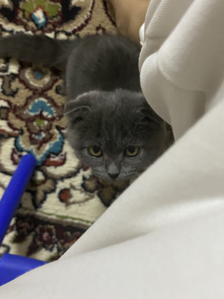 Скоттш страйт