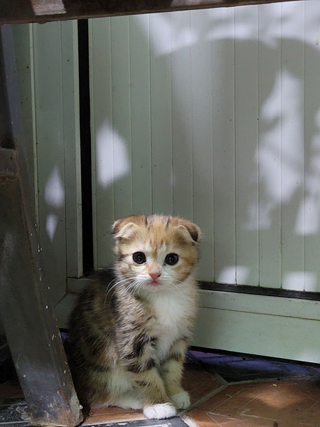 Котята Скоттиш фолд