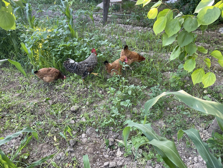 Xonaki tovuqla sotiladi 3 dona