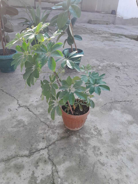 Xar xil gullar narxi rasimda