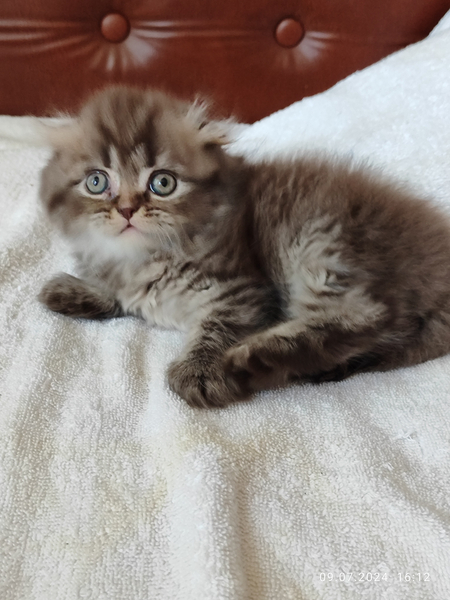 Продается Шотландский Скоттиш фолд мальчик