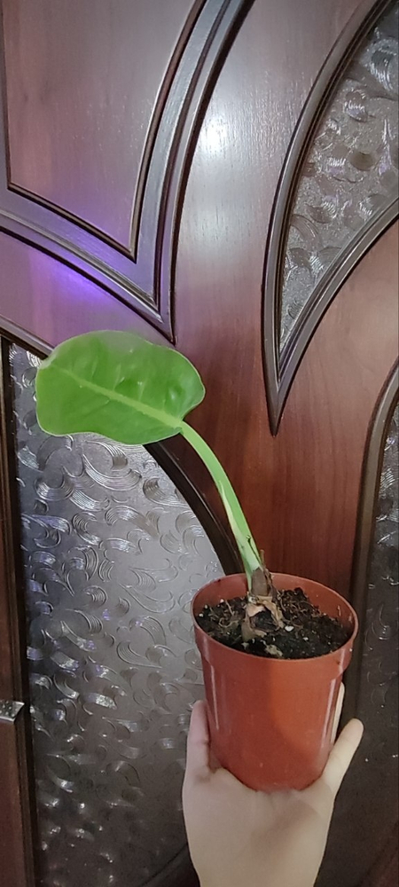 Продаю разных сорт филодендрона