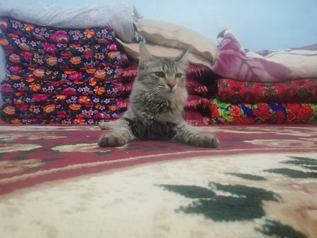 Zotdor mushuk Zoti juda yaxshi mushuk oganilaga yarasha mushuk  1 000