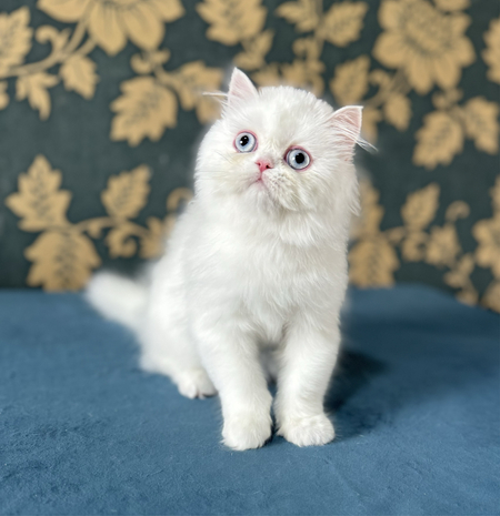 Шотландские котята, мальчики