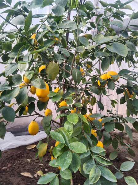 Лимон кучат таайор хосилда