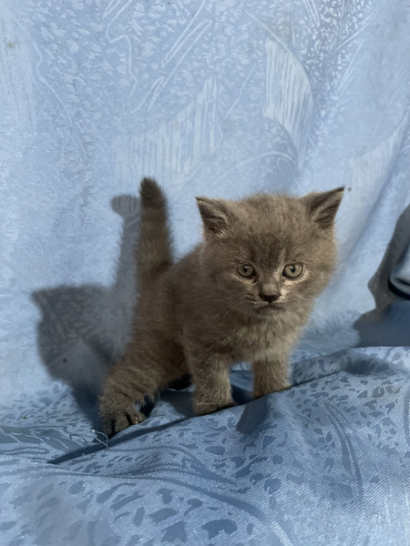 Scotish fold шкотиш фолд mushuk ogl bola