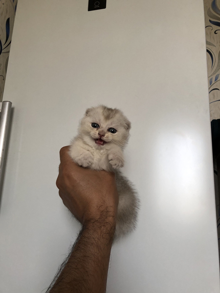 Котенок скотиш фолд (вислоухий)