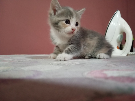 Котята отдам даром. Остался один