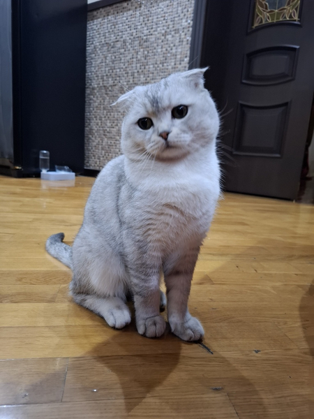 Кот шотланская веслоухая шиншила