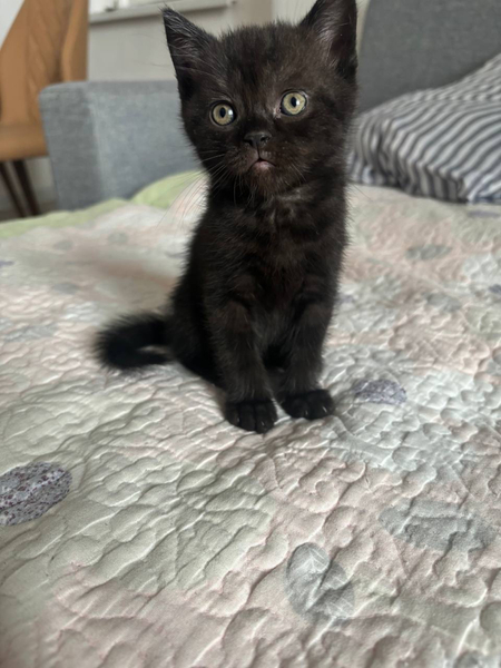 Продаются милые котятки )