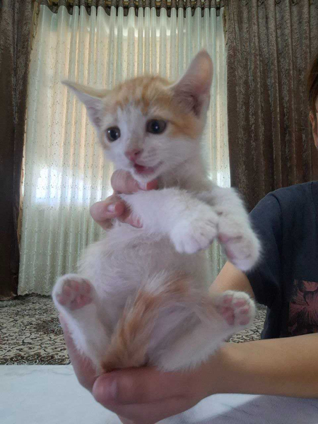Отдам котят бесплатно