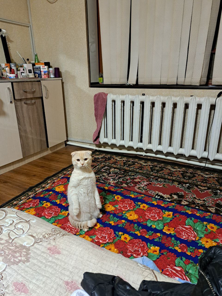 Скоттиш фолд сотилади