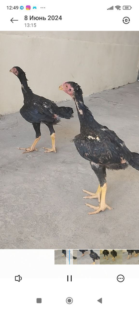 Jojala sotiladi harxil oyda chiqgan
