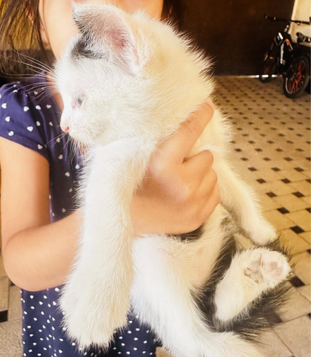 Котята полтора месяца ходят в лоток