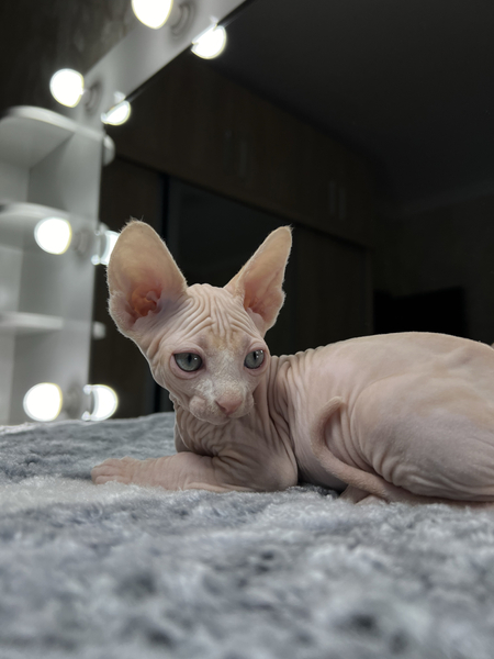 Котёнок сфинкс