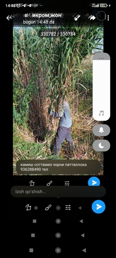 камиш соттамиз чорни патталлока олмалик охнгарн