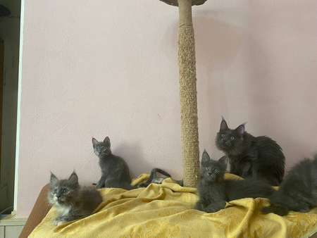 Котята Мейн Кун 2 месяца
