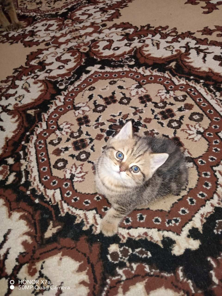 Шотландские вислоухие кошки