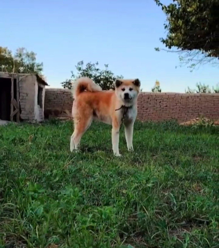 Akita inu qiz bola qushishga tayyor sotiladi