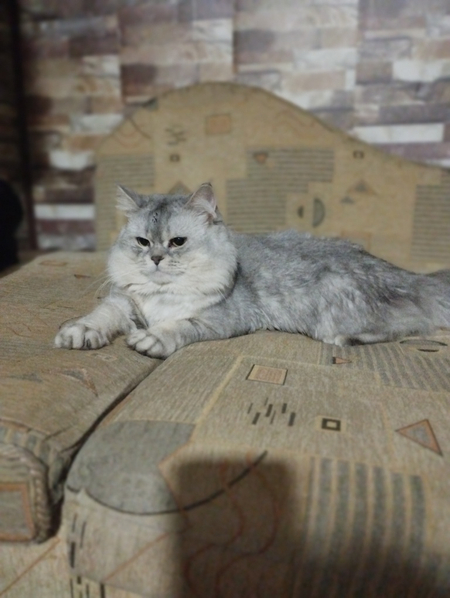 Хайленд Страйт на вязку