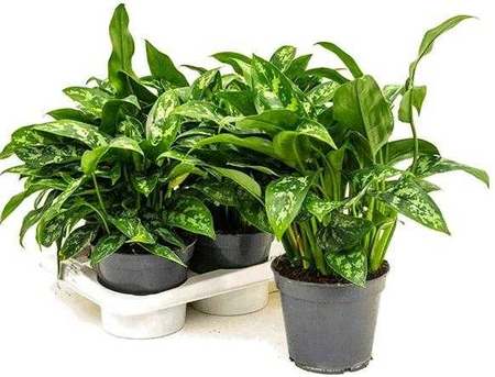 Цветы Аглаонема (Aglaonema)