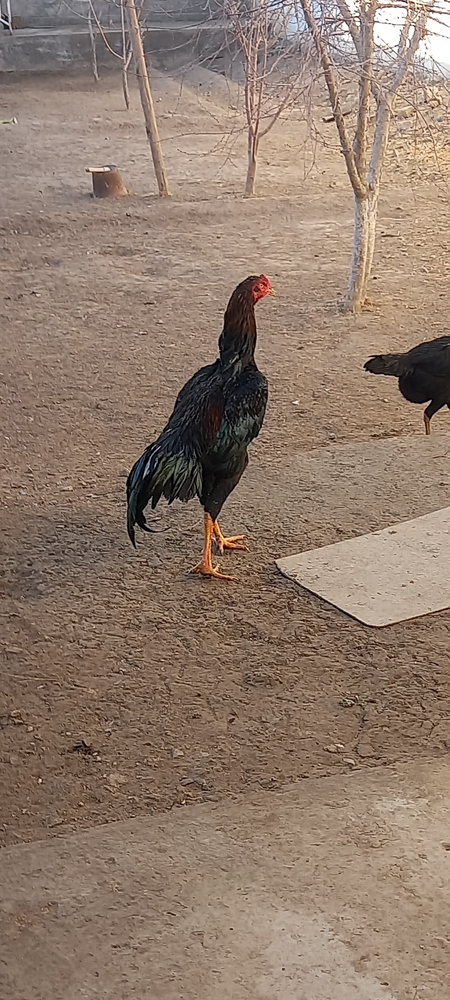 Dakan txumlari yig‘ib beriladi