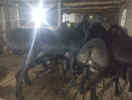 Qassob serviz garanta bilan soyib maydalab beramiz