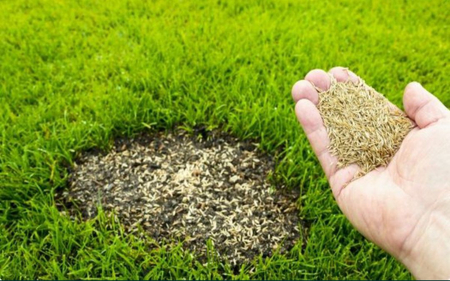 Gazon ekamiz tayyori yoki o‘rug‘dan ekib beramiz
