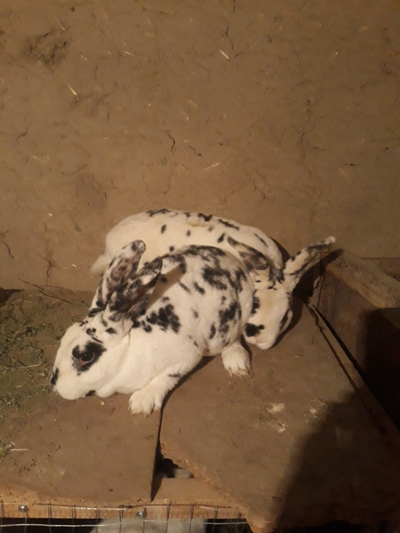 Кролики продаются на мясо