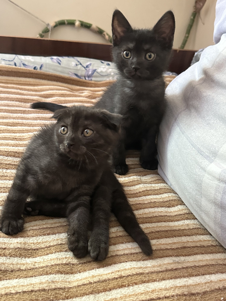 Котята смешанной породы продаются