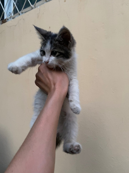 Котенок мальчик бесплатно в хорошие руки