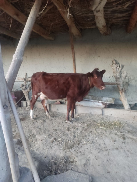 Ona bola sigir baraka topasiz