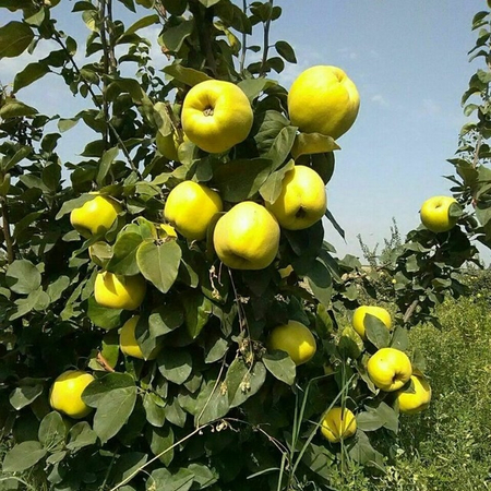 Мевали кучатлар экишга таййор