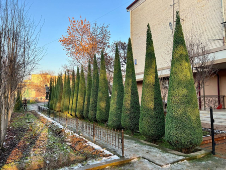 FURQATILLA archa kesish