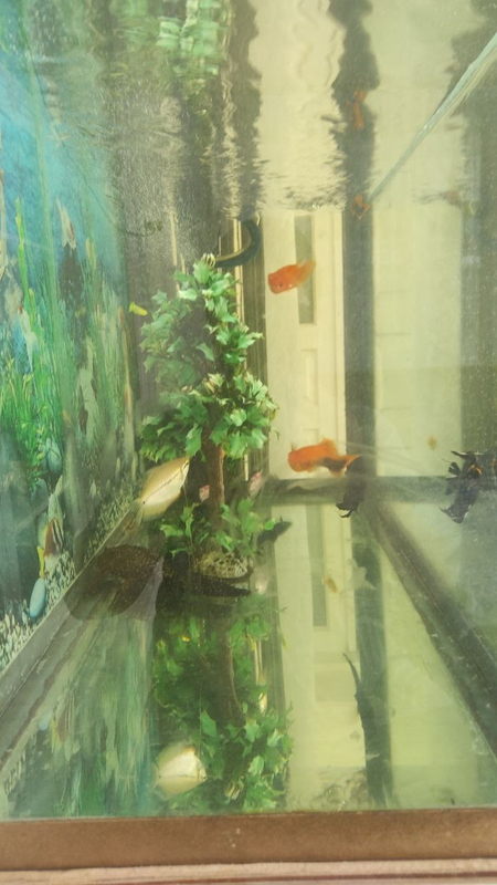 Baliqli Kota Akvarium