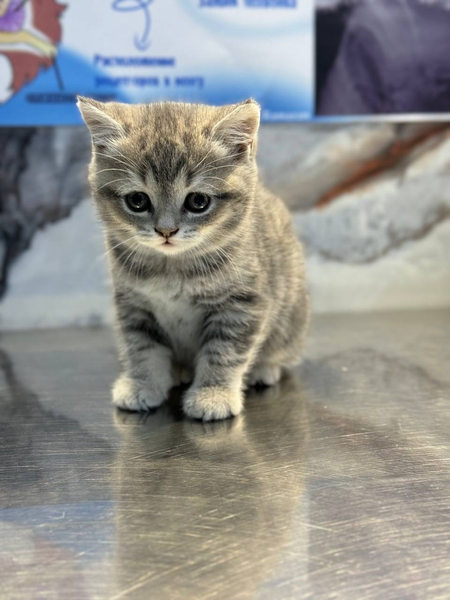 Скотиш Страйт шиншилла мальчики
