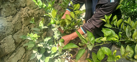 Limon  koʻchatlar