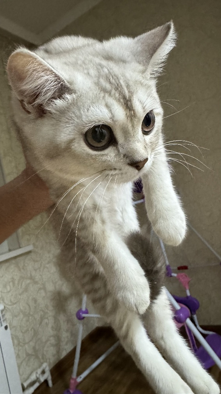 Шиншилла серебристая, котенок 5 месяцев