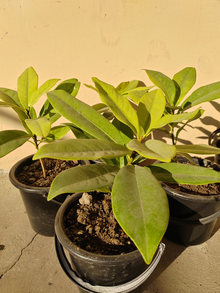 Magnoliya (магнолия ) ko\\\'chatlari sotiladi