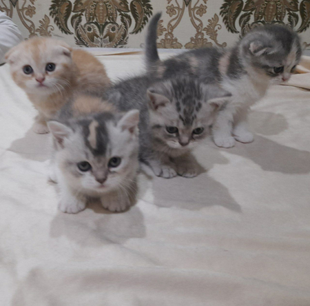 Продаю котенок в хорошие руки