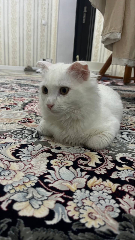 Skotish mushuk sotiladi zotdor