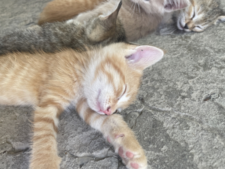 Домашние котята