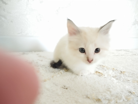 Котята.Mushuk bolasi
