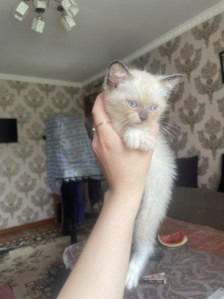 mushuklar sotiladi 1 yarim oylik narxi ikkisiga alohida
