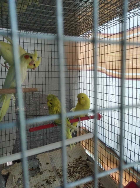 Кареллы и Андуки
