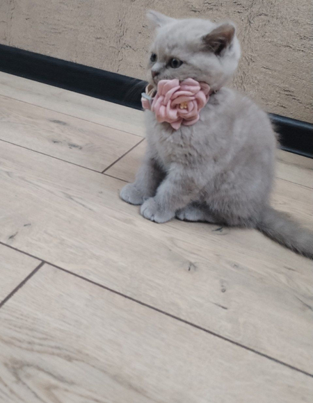 Новогодние чудо! Котята 2 мес Скоттиш Страйтики!